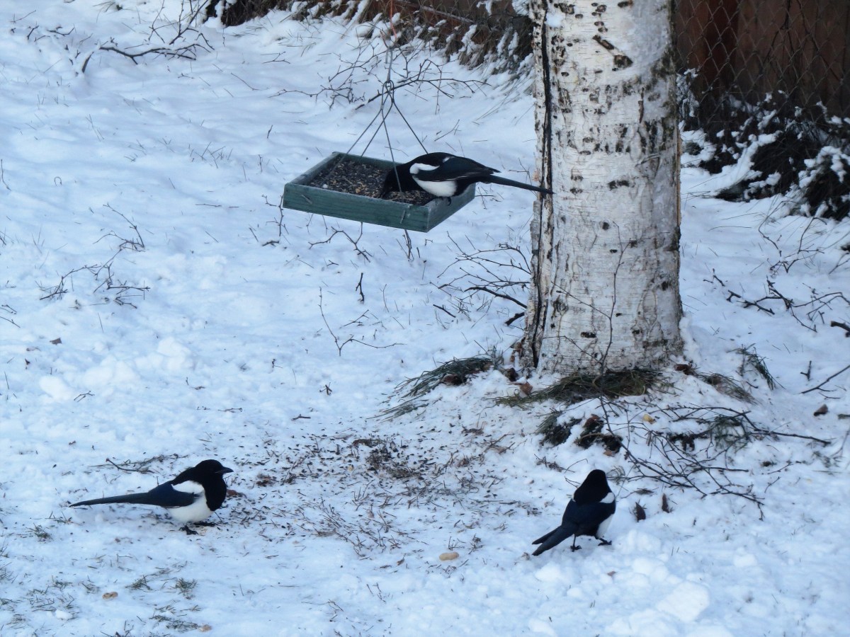 November 10 – More Mallards, Magpies and Fussy Jays – Lynn Barber's ...